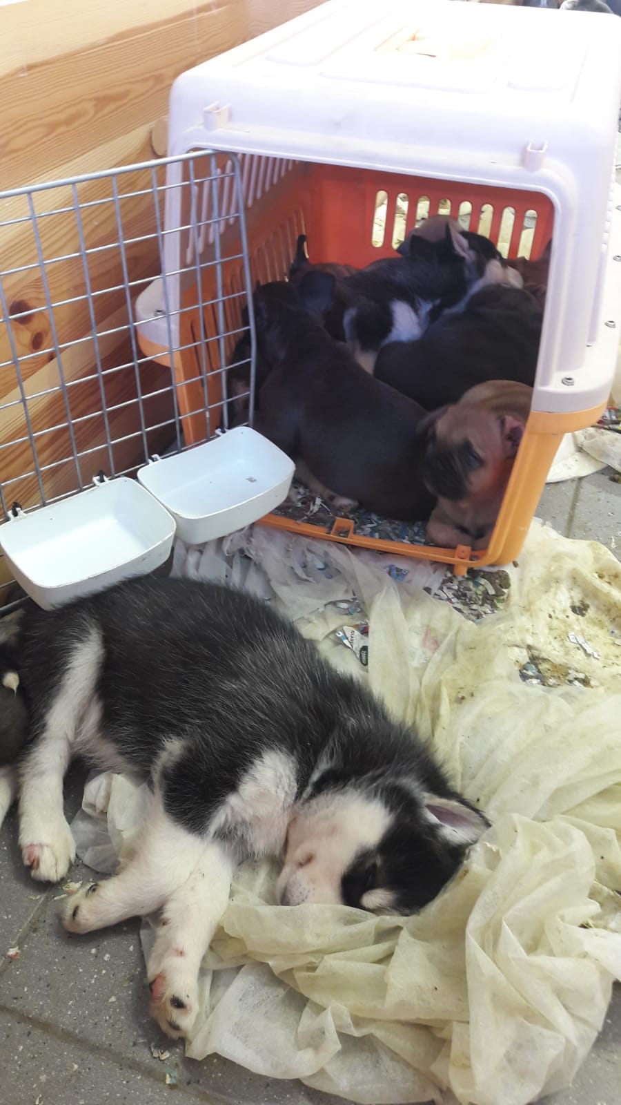 Tierschutzverein Regensburg u. U. e. V. - socialfunders.org